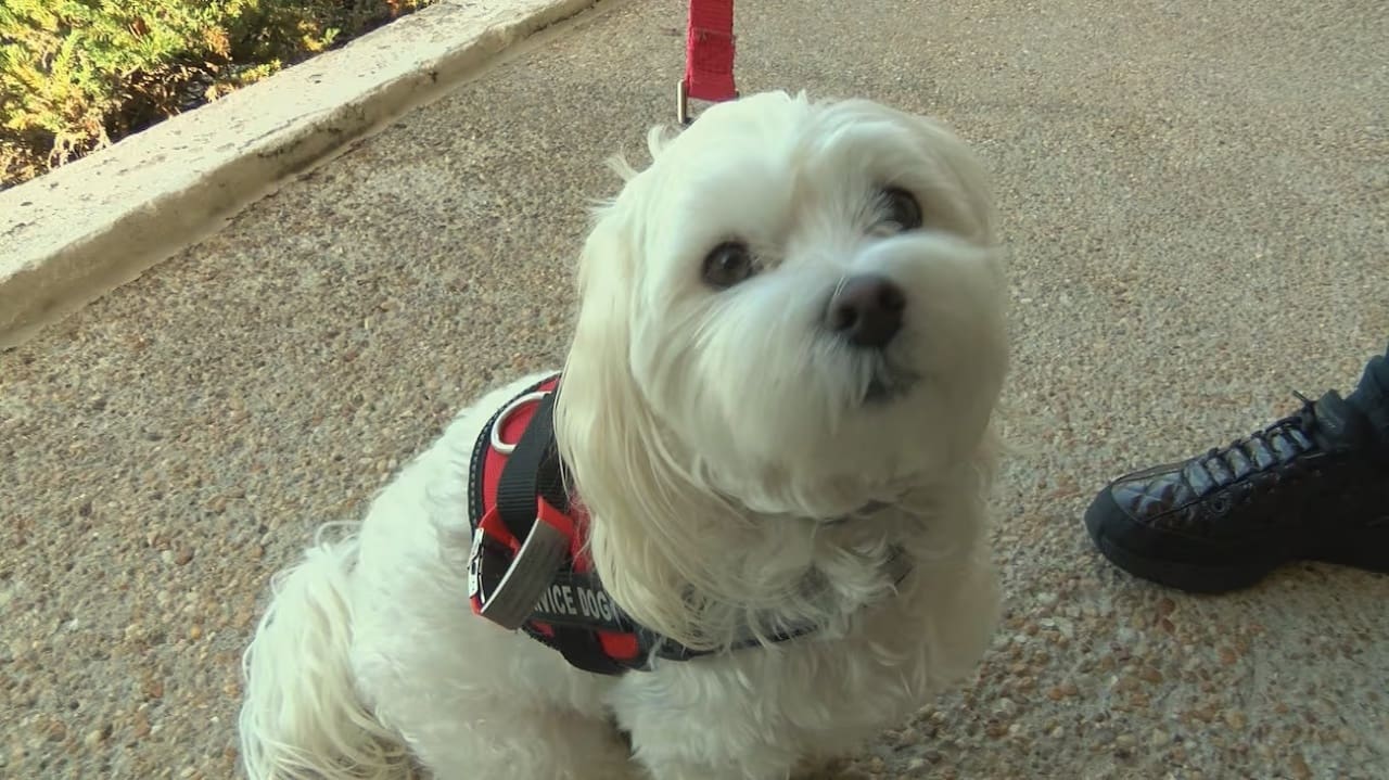 Service dog denied entry into Hilton Head post office, USPS responds ...